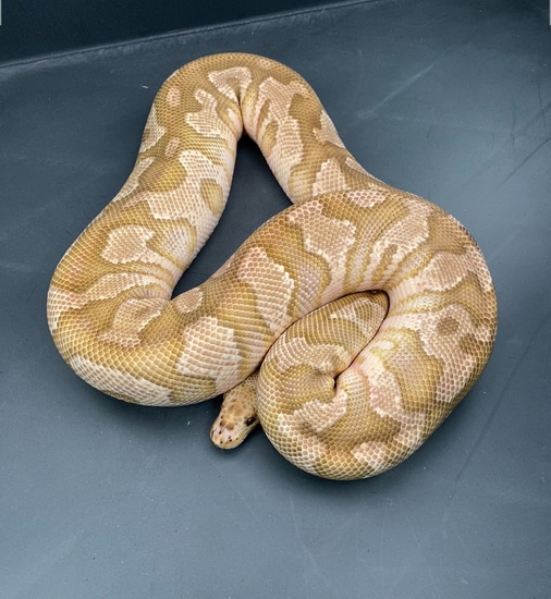 *breeder* Cypress Fire YB Clown Ball Python by Moonlight Exotic Morphs