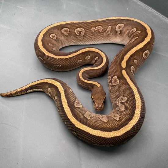 *breeder*Mahogany Mojave Het Clown Ball Python by Moonlight Exotic Morphs