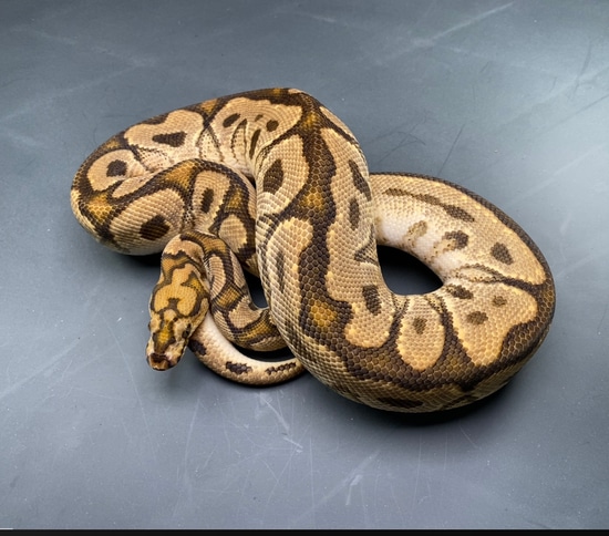 Proven Breeder OD SN Clown Ball Python by Moonlight Exotic Morphs