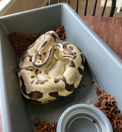 OD Fire Leopard Het Clown Ball Python by Moonlight Exotic Morphs