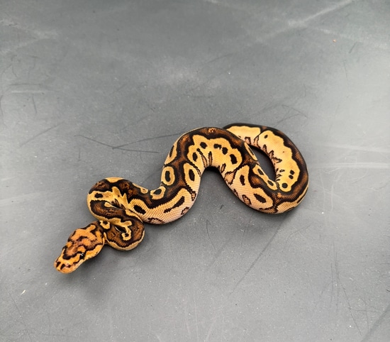 Orange Dream Red Stripe Clown Ball Python by Moonlight Exotic Morphs