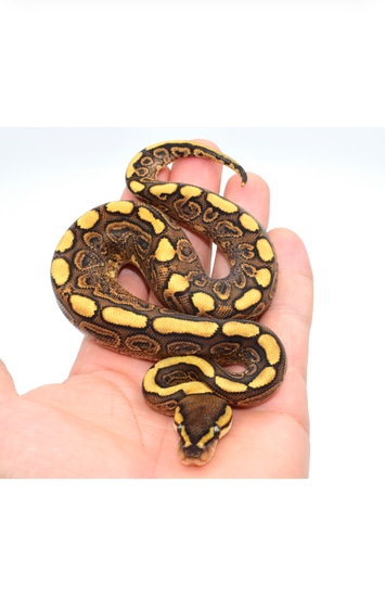 Redstripe Black Pastel Yellowbelly Het Clown Ball Python by Moonlight ...