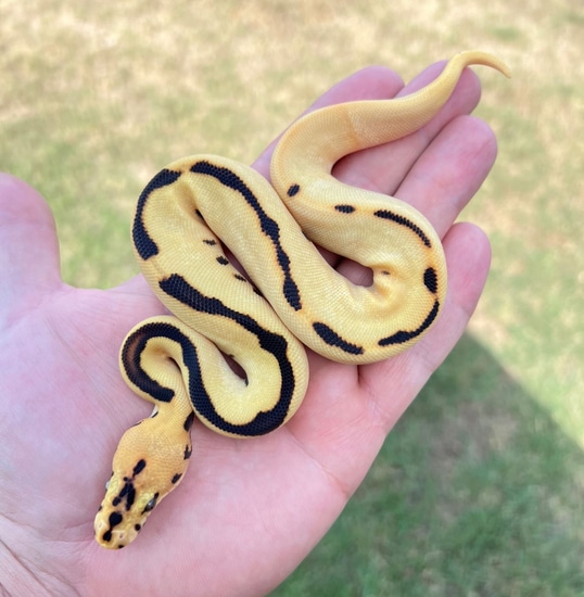 *Ready To Breed* Super OD Fire Batman Ball Python by Moonlight Exotic ...