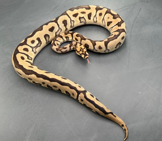 Spotnose Clown 516grams Ball Python by Moonlight Exotic Morphs