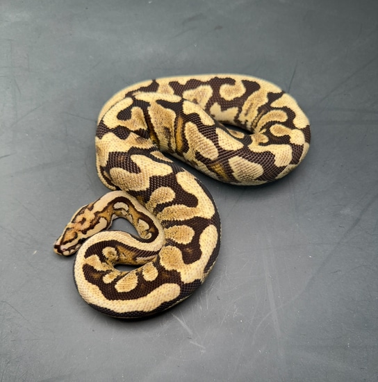 Fire Yb SN DH. DG Clown Ball Python by Moonlight Exotic Morphs