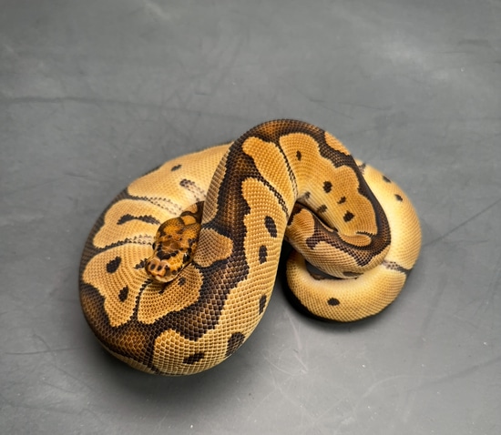 Clown Ball Python by Moonlight Exotic Morphs