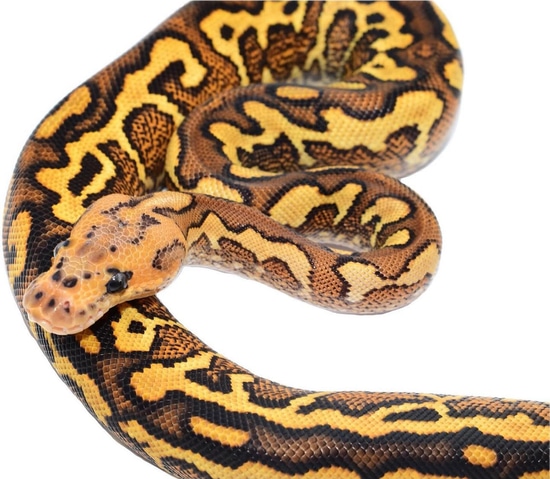 POMPEII *Ready To Breed* Ball Python by Moonlight Exotic Morphs