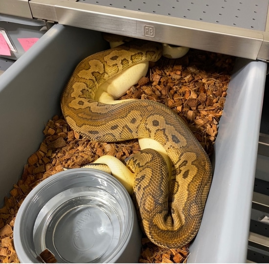 Black Pastel Red Stripe Yellowbelly Clown Ball Python by Moonlight ...