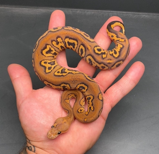 Stranger Black Pastel Orange Dream Fire Clown Ball Python by Moonlight ...