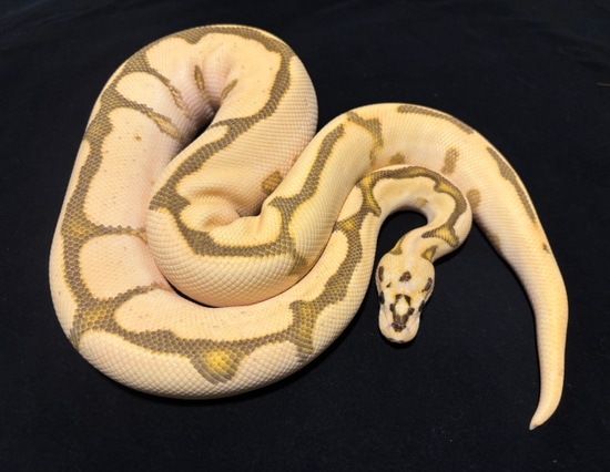 *Breeder Boy*Super Orange Dream Fire Spotnose Clown Ball Python by ...
