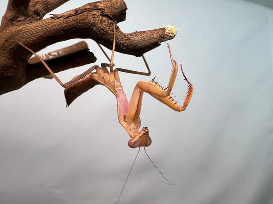 Timor Mantis (Rhombodera Kirby) by Moonlight Mantids