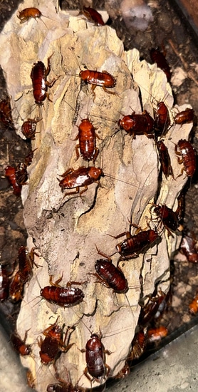Goblin Roach NYMPH (Feeder) Cockroach by Moonlight Mantids