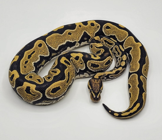 White Lace Ball Python by Moon Lit Balls
