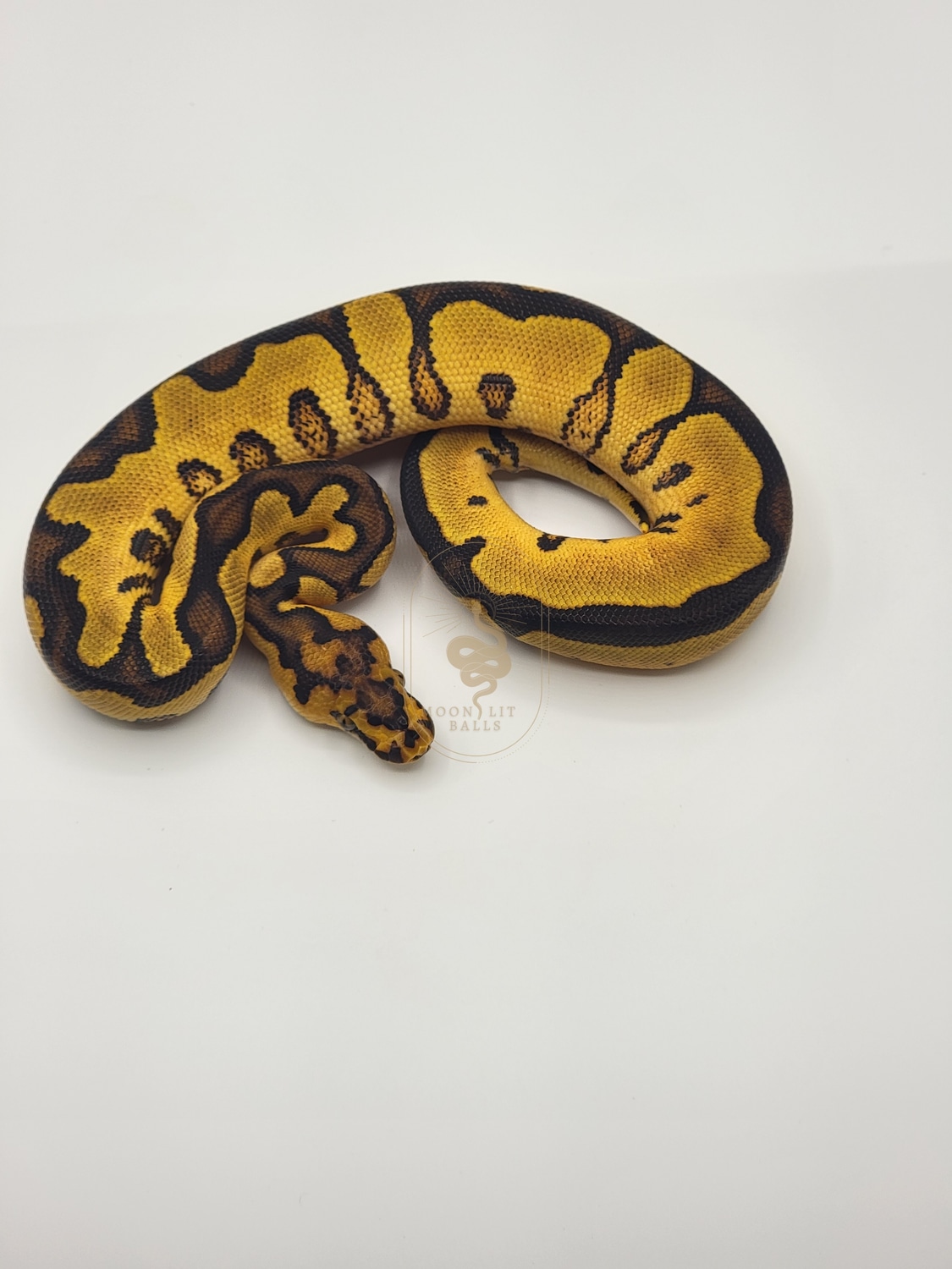 Yellow Belly Clown Ball Python by Moon Lit Balls - MorphMarket