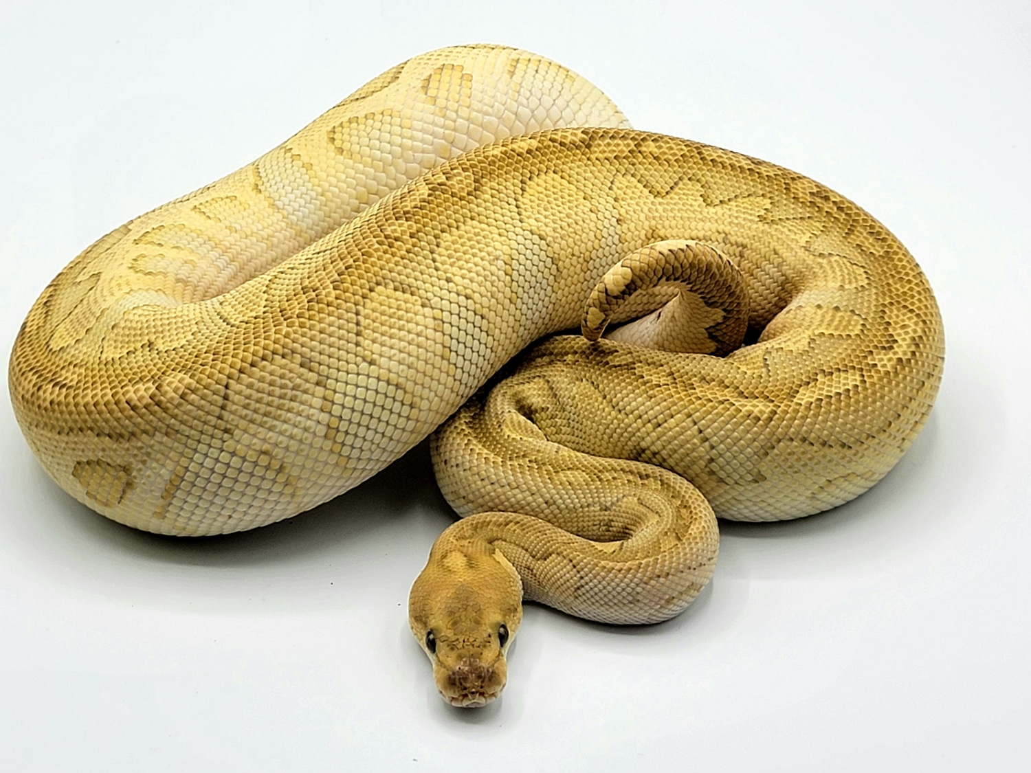 *Proven Breeder* Lesser Hypo Clown Ball Python by Moon Lit Balls ...
