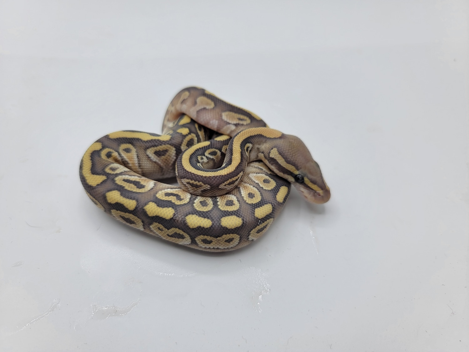 1.2 Black Pastel Hypo DH DG Clown & Lesser Hypo DH DG Clown Ball Python ...
