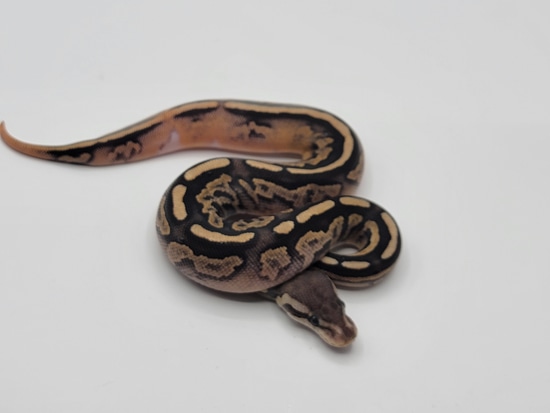 Black Pastel Fire Calico Pos Het Pied Ball Python by Moon Lit Balls