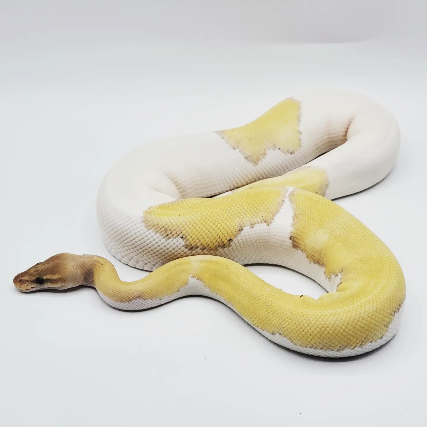 Blackhead Coralglow Mojave Pied Ball Python by Moon Lit Balls - MorphMarket