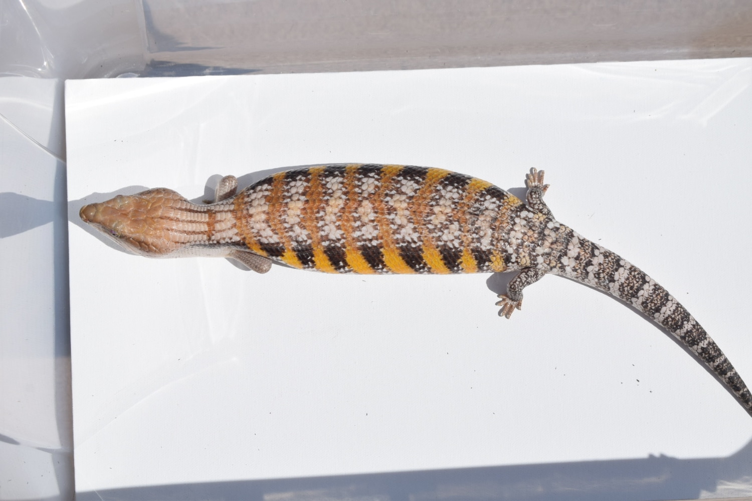 Gorgeous Yellow/Orange Classic FREE SHIPPING! Northern Blue-Tongued ...