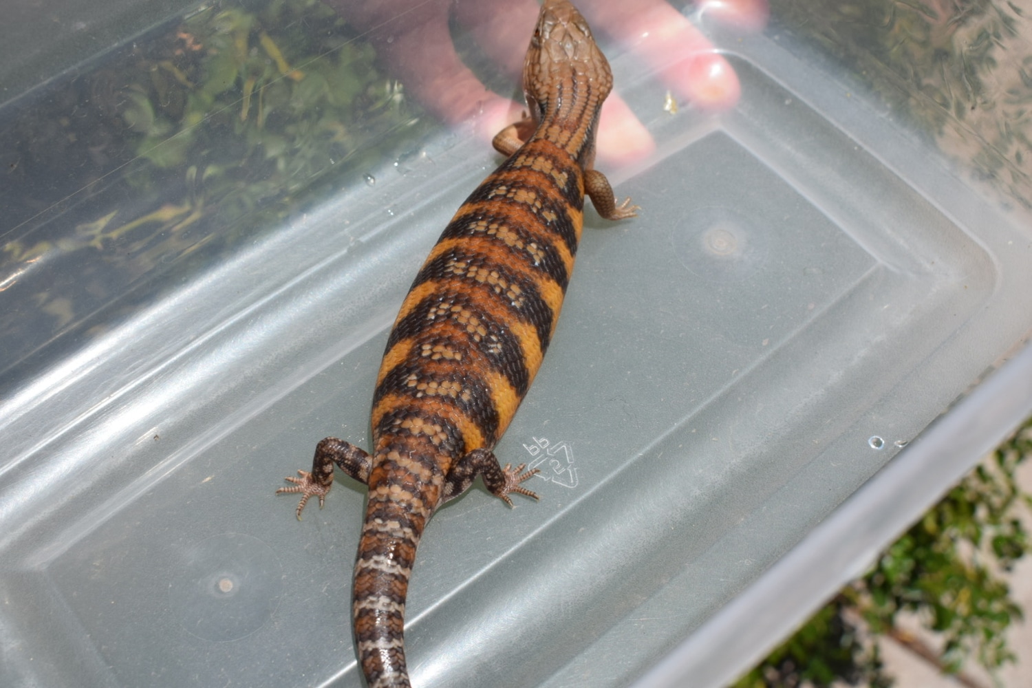 Red/Orange/Black Line Northern Northern Blue-Tongued Skink by Moonshine ...