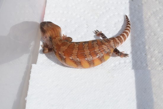 Red Caramel Northern Northern Blue-Tongued Skink by Moonshine Reptiles ...