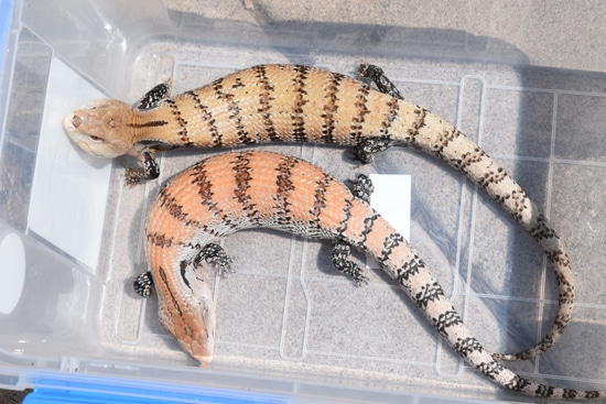 Orange Merauke Pair Merauke Blue-Tongued Skink by Moonshine Reptiles ...