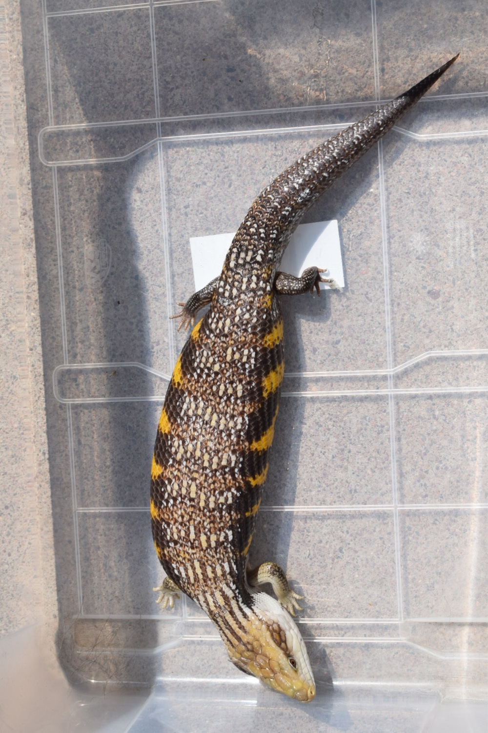 Probable Female Holdback Release BLACK Line Northern Northern Blue ...