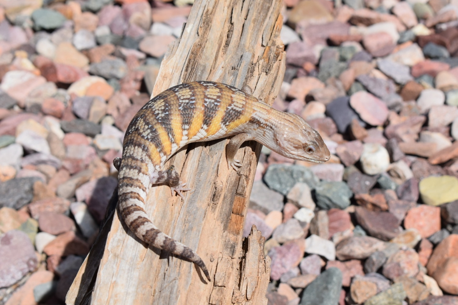 *Sale*Black And White Line Northern Blue-Tongued Skink by Moonshine ...