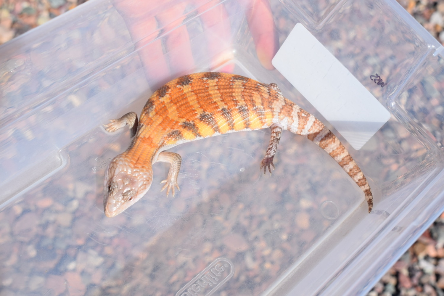 Free Shipping Red Caramel Northern #2 Northern Blue-Tongued Skink by ...