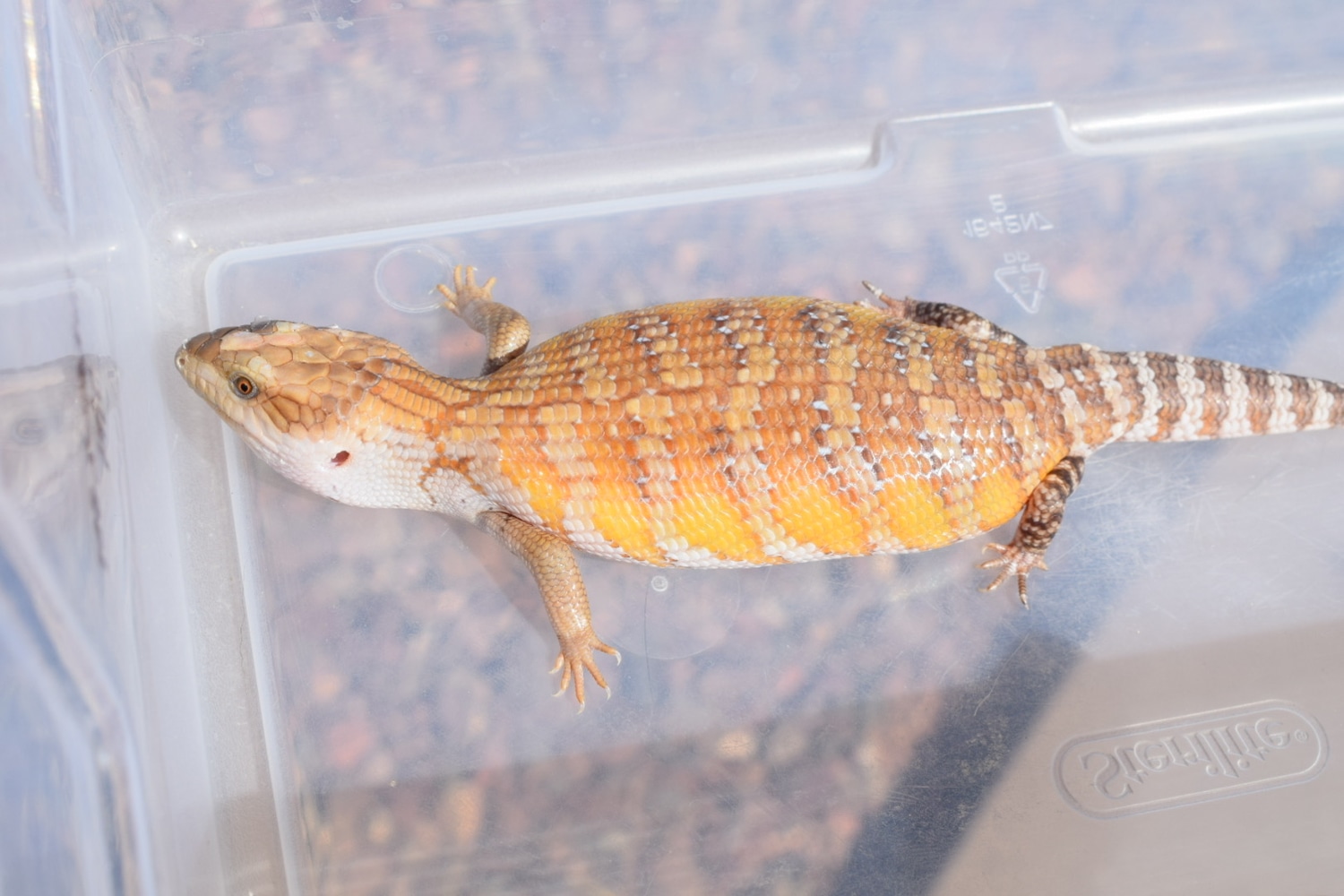 FREE SHIPPING T+ Caramel Polish Orange Sunset Northern Blue-Tongued ...