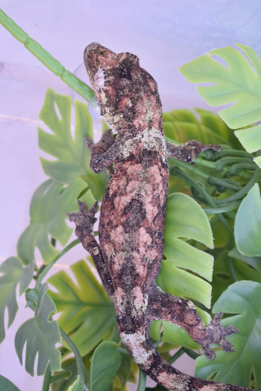 FREE SHIPPING! Pink PDV Bloodline White Collar Pine Isle Chahoua Gecko ...