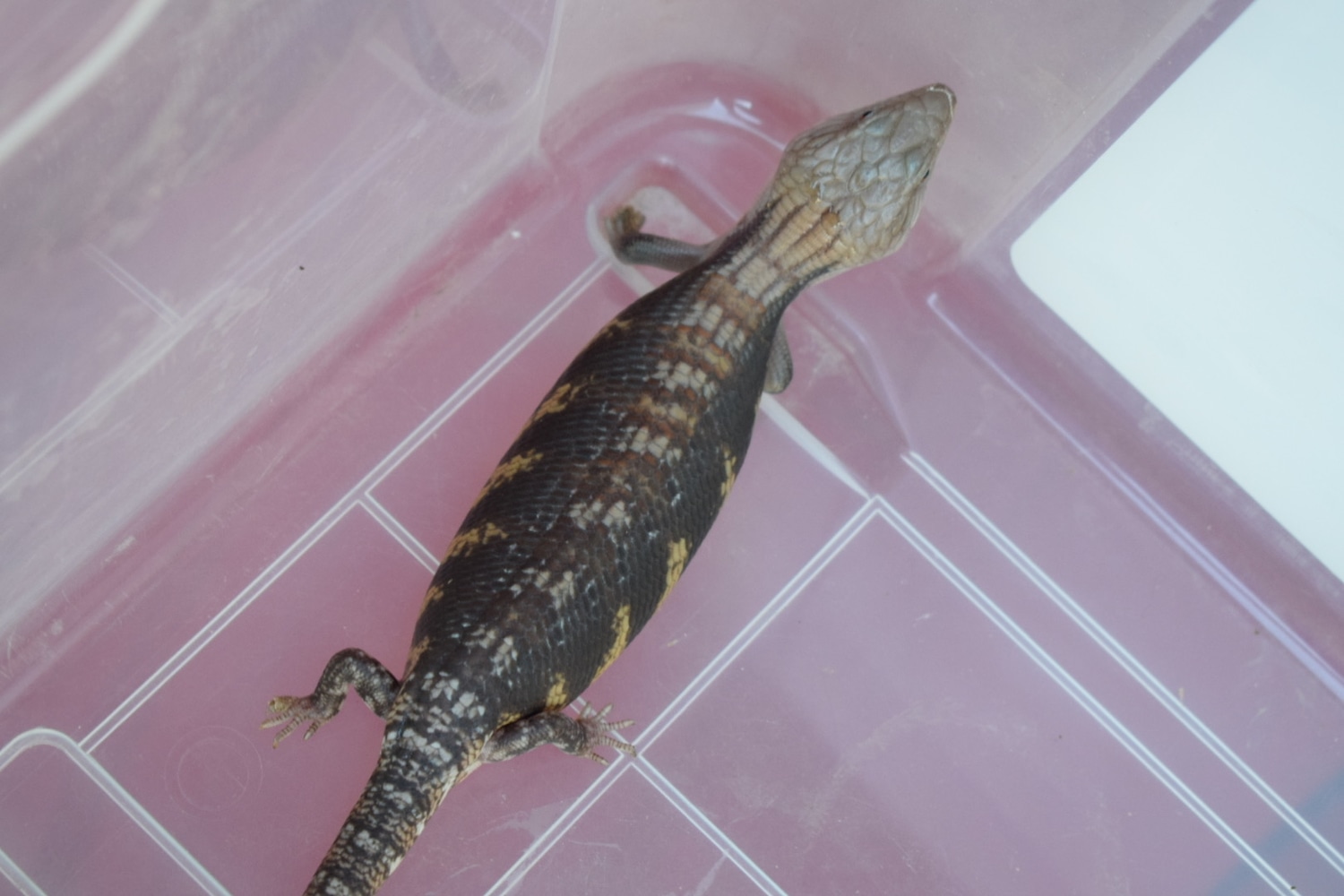 Black Line Northern Stinger X Jet Northern Blue-Tongued Skink by ...