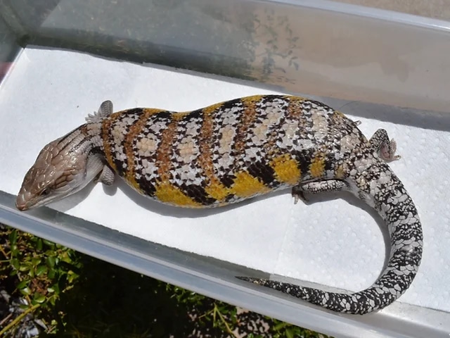 Black Friday Sale 2020 Proven Female Northern Blue-Tongued Skink by ...