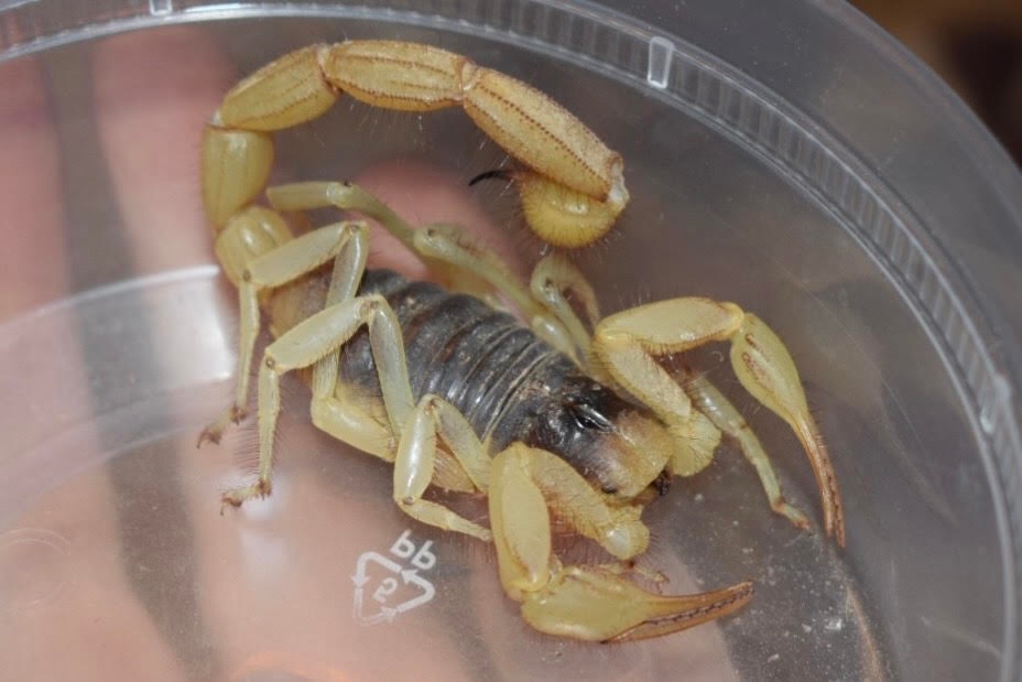 10 Large Desert Hairy Scorpion by Moonshine Reptiles Arizona LLC ...