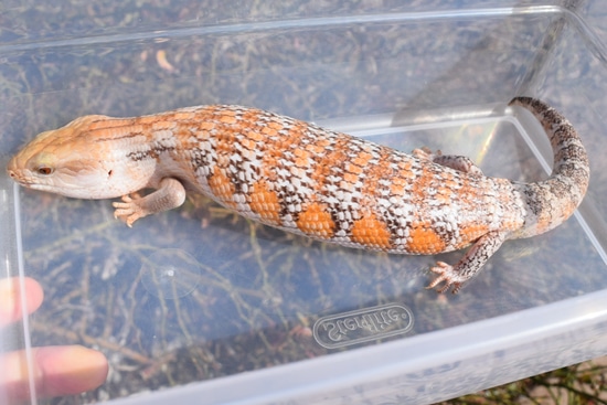 Holdback Release Orange With Tons Of White Northern Blue-Tongued Skink ...