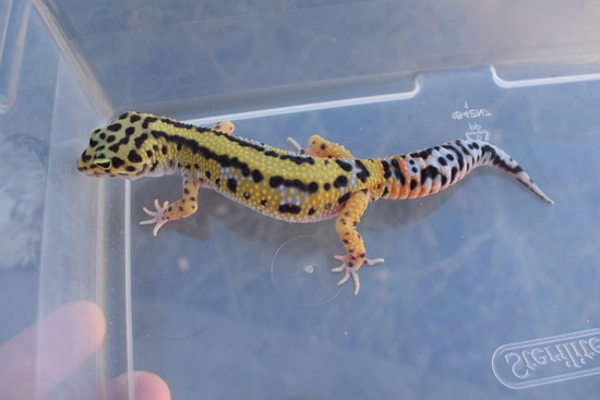 Bold Bandit Leopard Gecko by Moonshine Reptiles Arizona LLC
