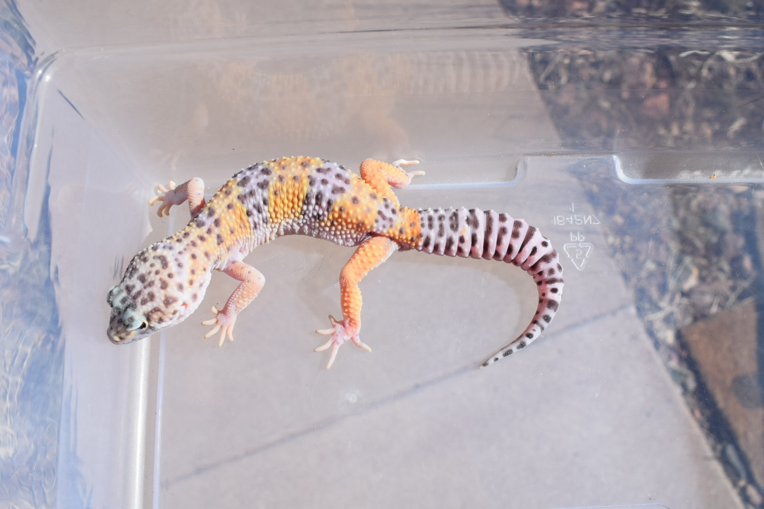 Montanus/Gem Snow X Blood Cross Leopard Gecko by Moonshine Reptiles ...