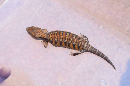 Black Line Juvenile Northern Blue-Tongued Skink by Moonshine Reptiles ...