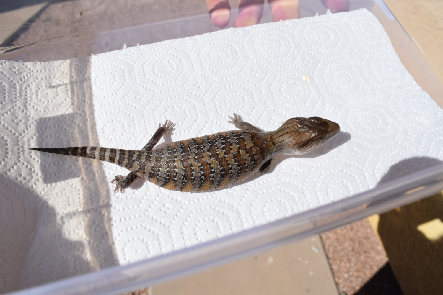 Sunset/Turner White X Dark Line/Classic Northern Blue-Tongued Skink by ...