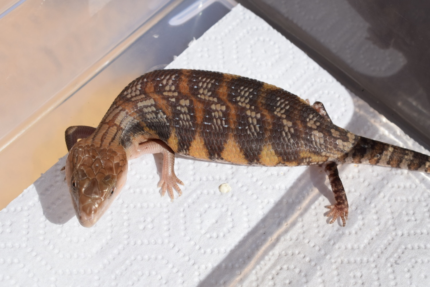 Black Line Juvie Northern Blue-Tongued Skink by Moonshine Reptiles ...