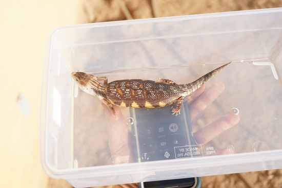 Faded Black Line Juvie Northern Blue-Tongued Skink by Moonshine ...