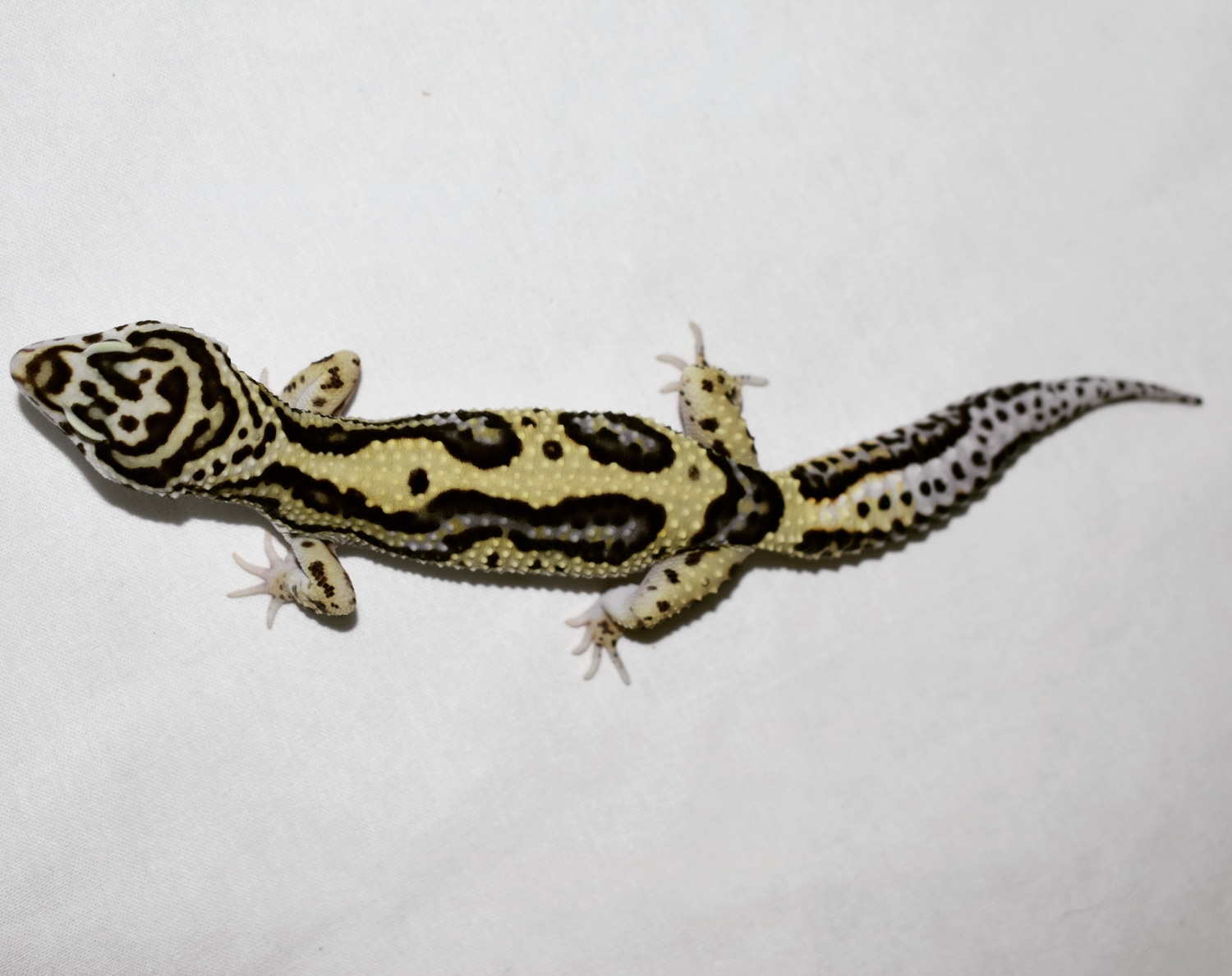 Bold Bandit Leopard Gecko by Sam's Geckos - MorphMarket