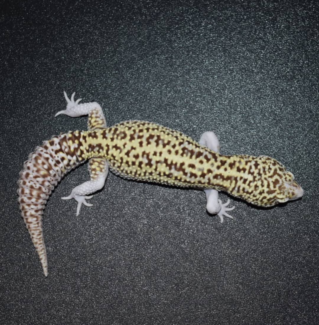 Radar Tangerine Leopard Gecko by Sam's Geckos - MorphMarket