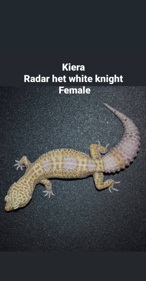 Radar Het White Knight Leopard Gecko by Sam's Geckos