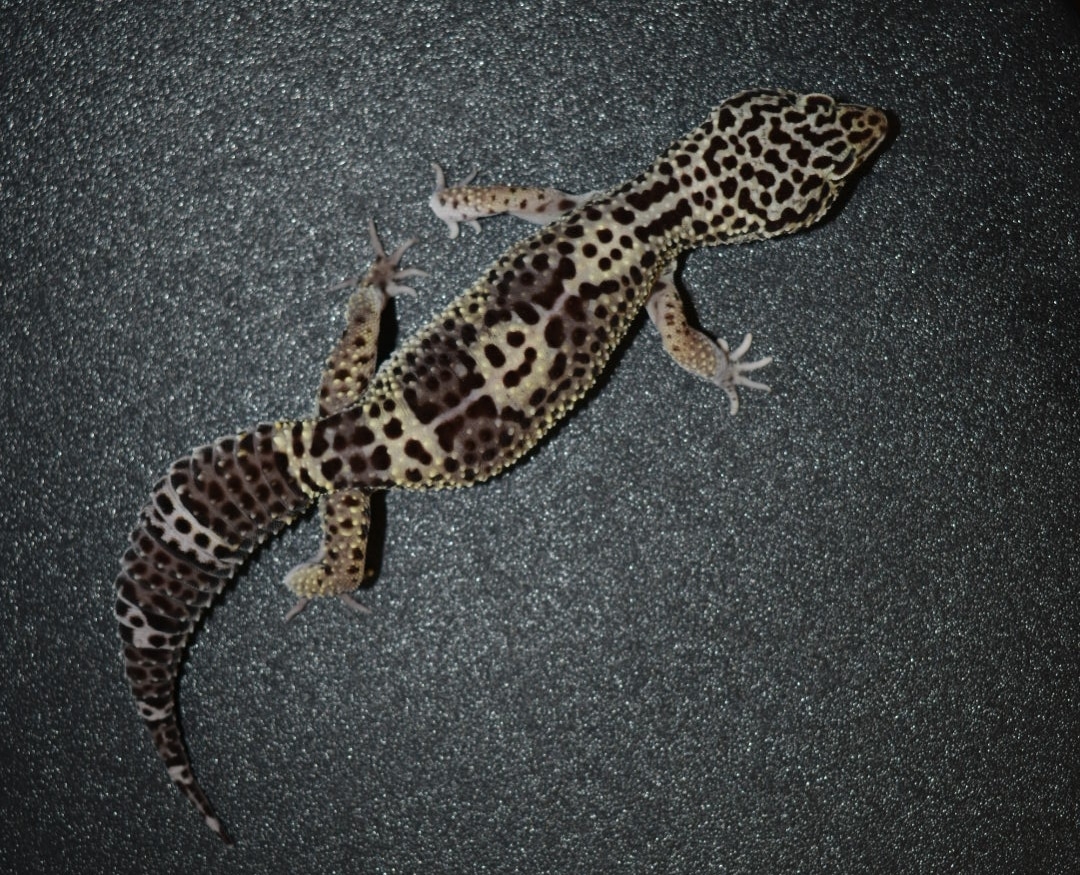 Black Pearl/charcoal Cross Black Night Leopard Gecko by Sam's Geckos ...