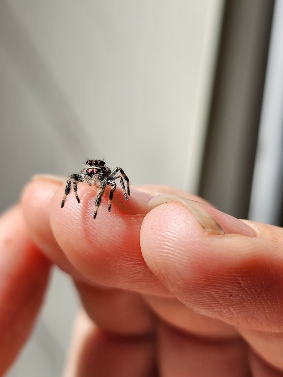 Female Regal Light Phase True Spider by Regal Arachnids - MorphMarket