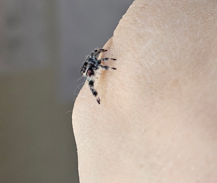 Female Regal Light Phase True Spider by Regal Arachnids - MorphMarket