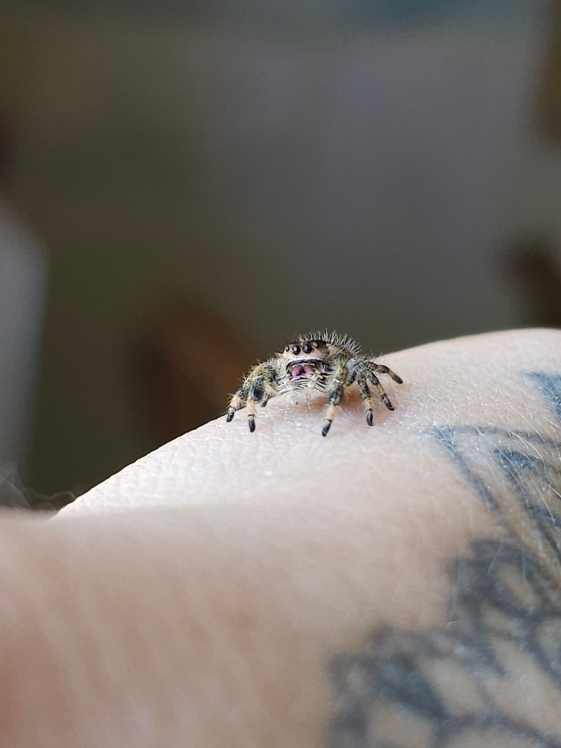 Female Regal Light Phase True Spider by Regal Arachnids - MorphMarket
