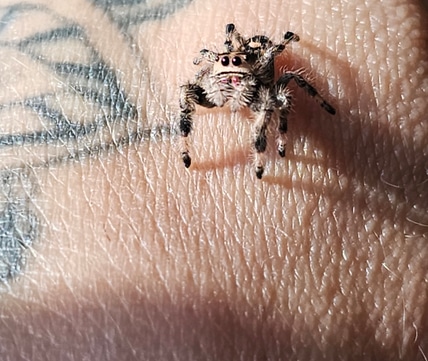 Female Regal Light Phase True Spider by Regal Arachnids - MorphMarket
