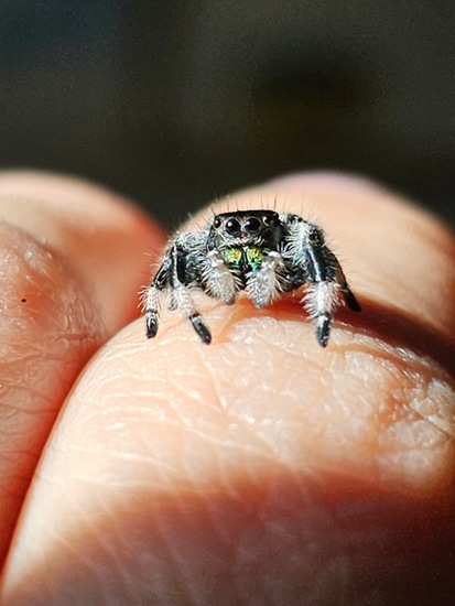 Male Regal Light Phase Other Spider by Regal Arachnids